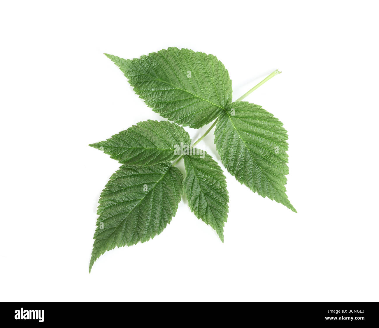 Raspberry leaf on white background with light shadow Stock Photo - Alamy
