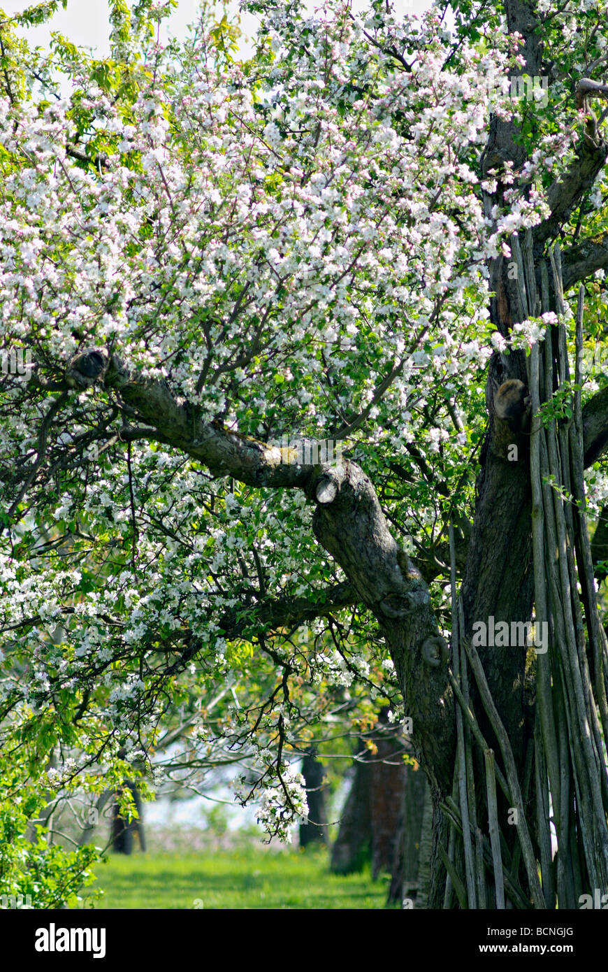Blossoming trees in spring Stock Photo - Alamy