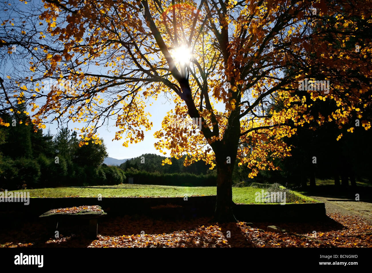 Beautiful landscape Forest with Solar beams making the way through the ...