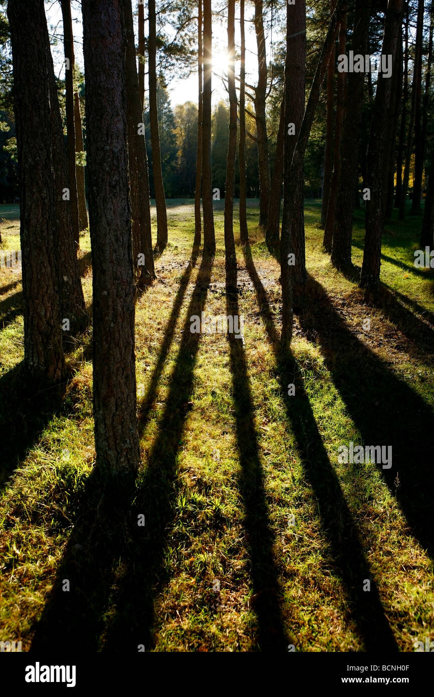 Beautiful landscape Forest with Solar beams making the way through the ...