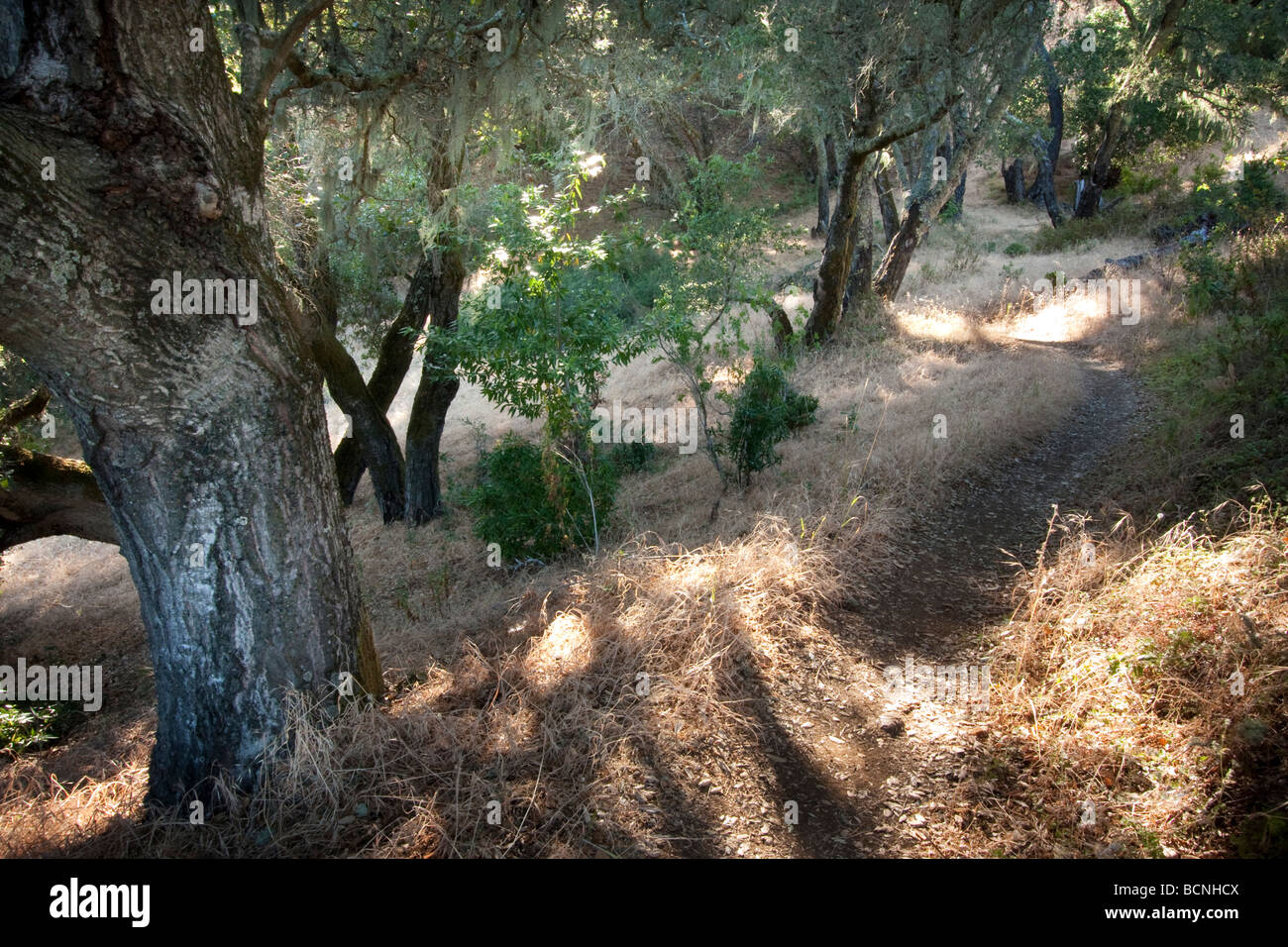 Coyote Trail in the Foothills park, Palo Alto, California, USA Stock ...