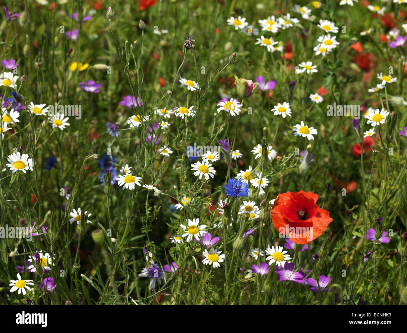 Wild flowers growing in Shoreditch Park, London Stock Photo - Alamy