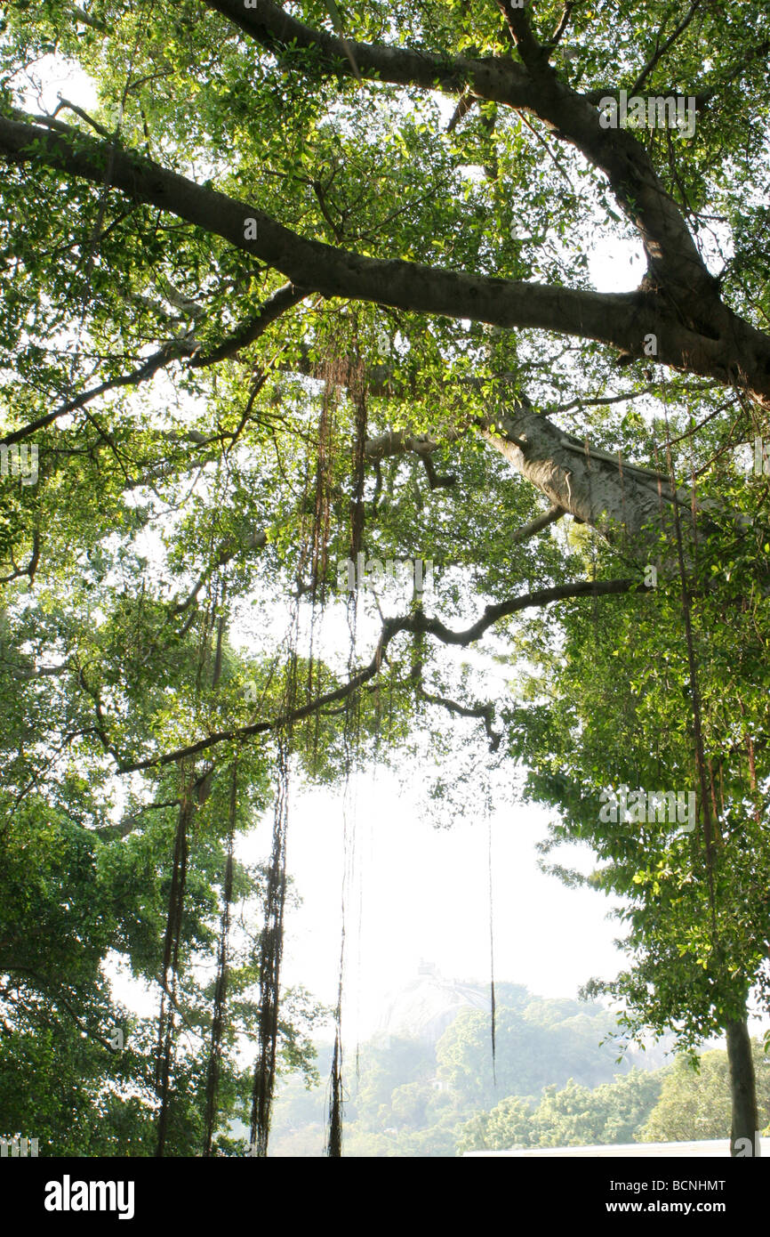 Giant Banyang tree grown on Gulangyu Island, Xiamen, Fujian Province ...