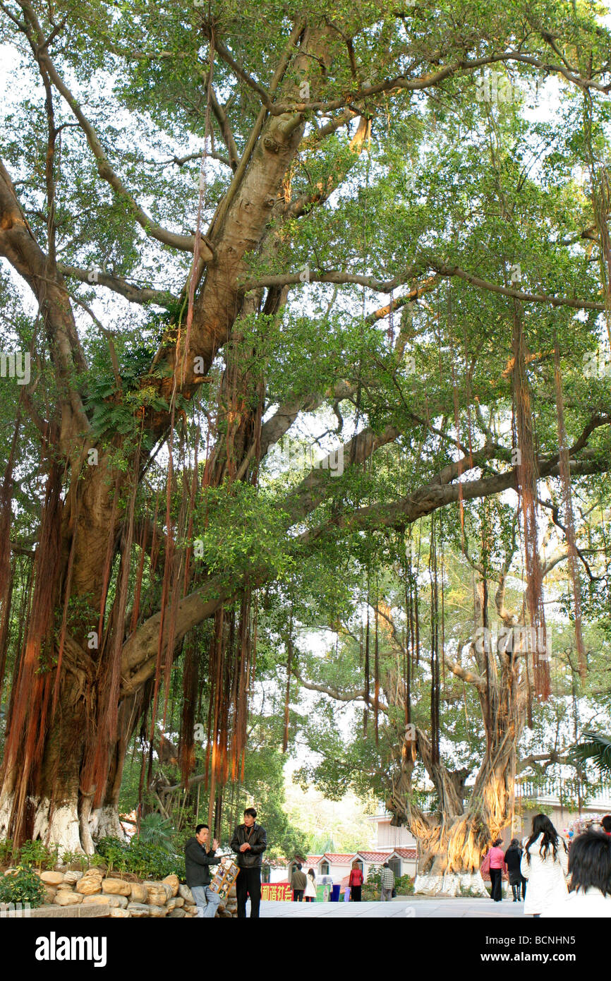 Giant Banyang tree grown on Gulangyu Island, Xiamen, Fujian Province ...