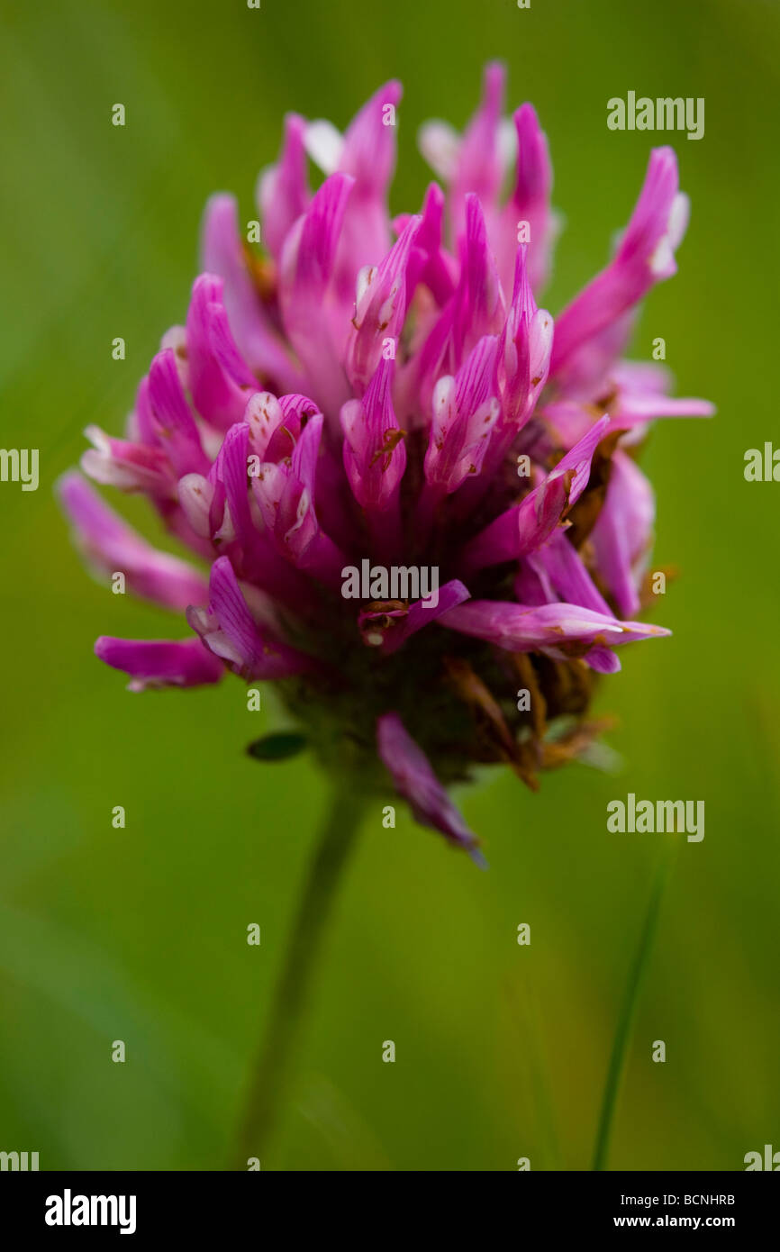 Northumberland clover plant flora willdlife hi-res stock photography ...
