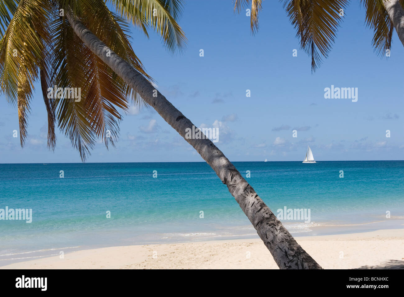 Sailing Boat from Les Salines Beach in Martinique Stock Photo - Alamy