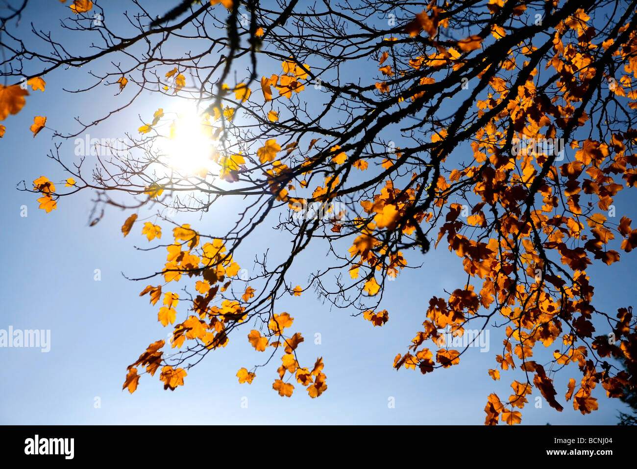 Beautiful landscape Forest with Solar beams making the way through the ...