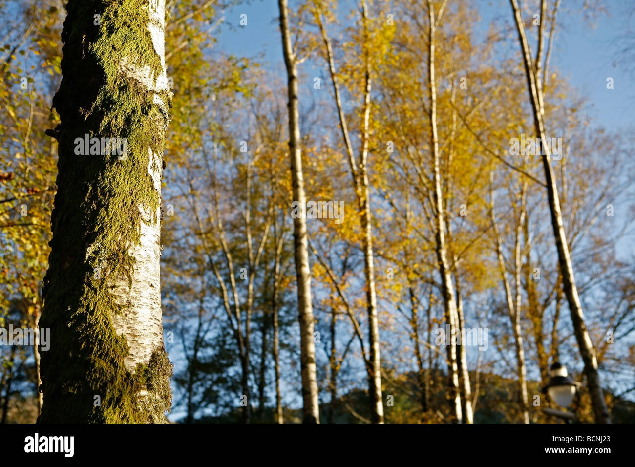 Beautiful landscape Forest with great colors and soft focus perspective ...