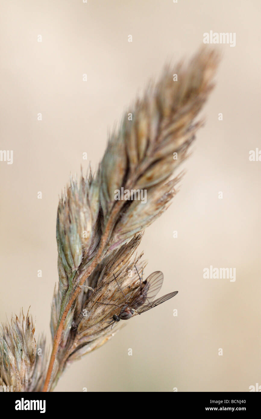 Fly resting on a gass ear Stock Photo - Alamy