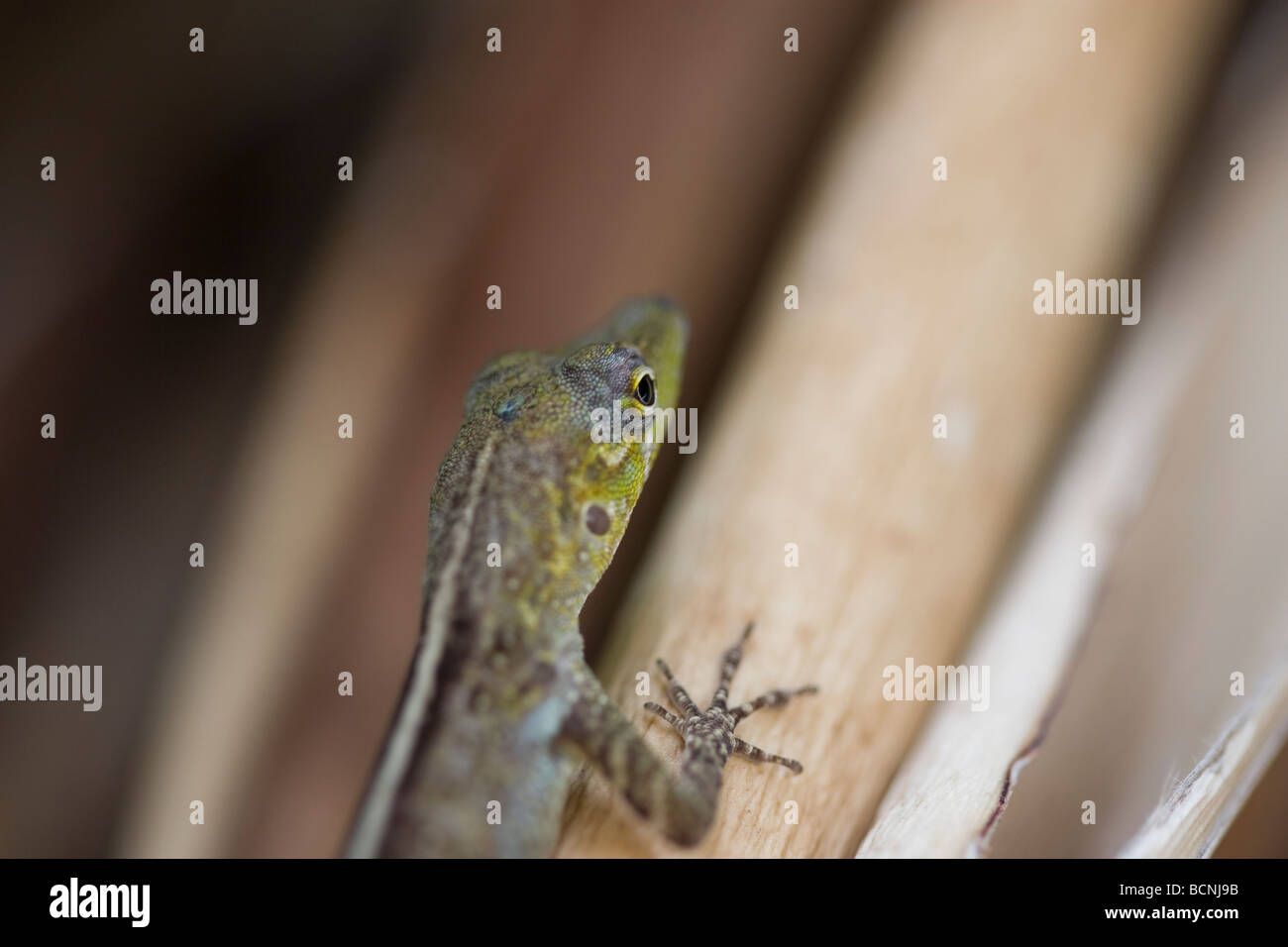 Lizard close up Stock Photo - Alamy