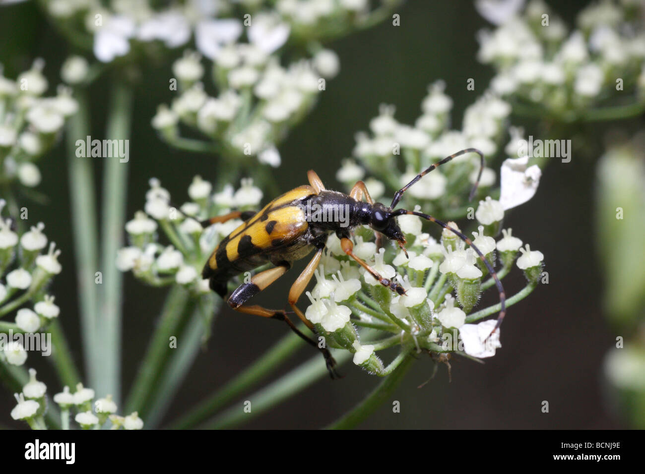Rutpela maculata, a longhorn beetle (used to be called Strangalia ...