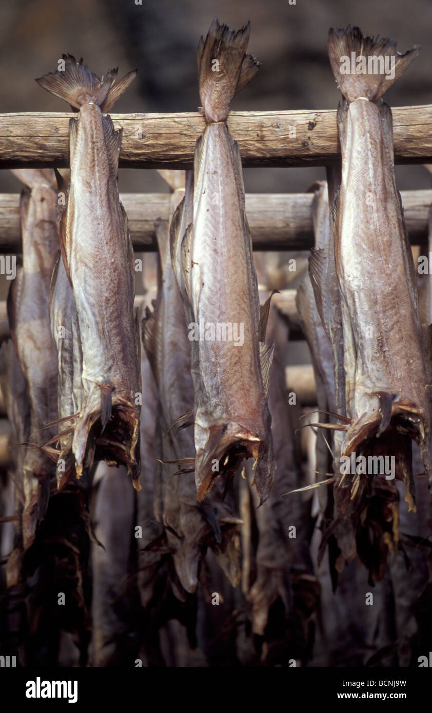 Fish hanging on drying racks Stock Photo - Alamy