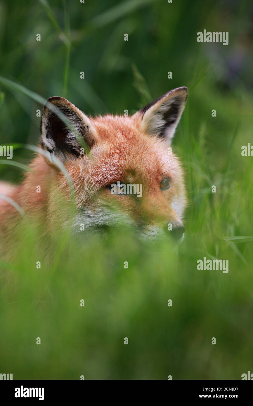 Red fox stalking hi-res stock photography and images - Alamy
