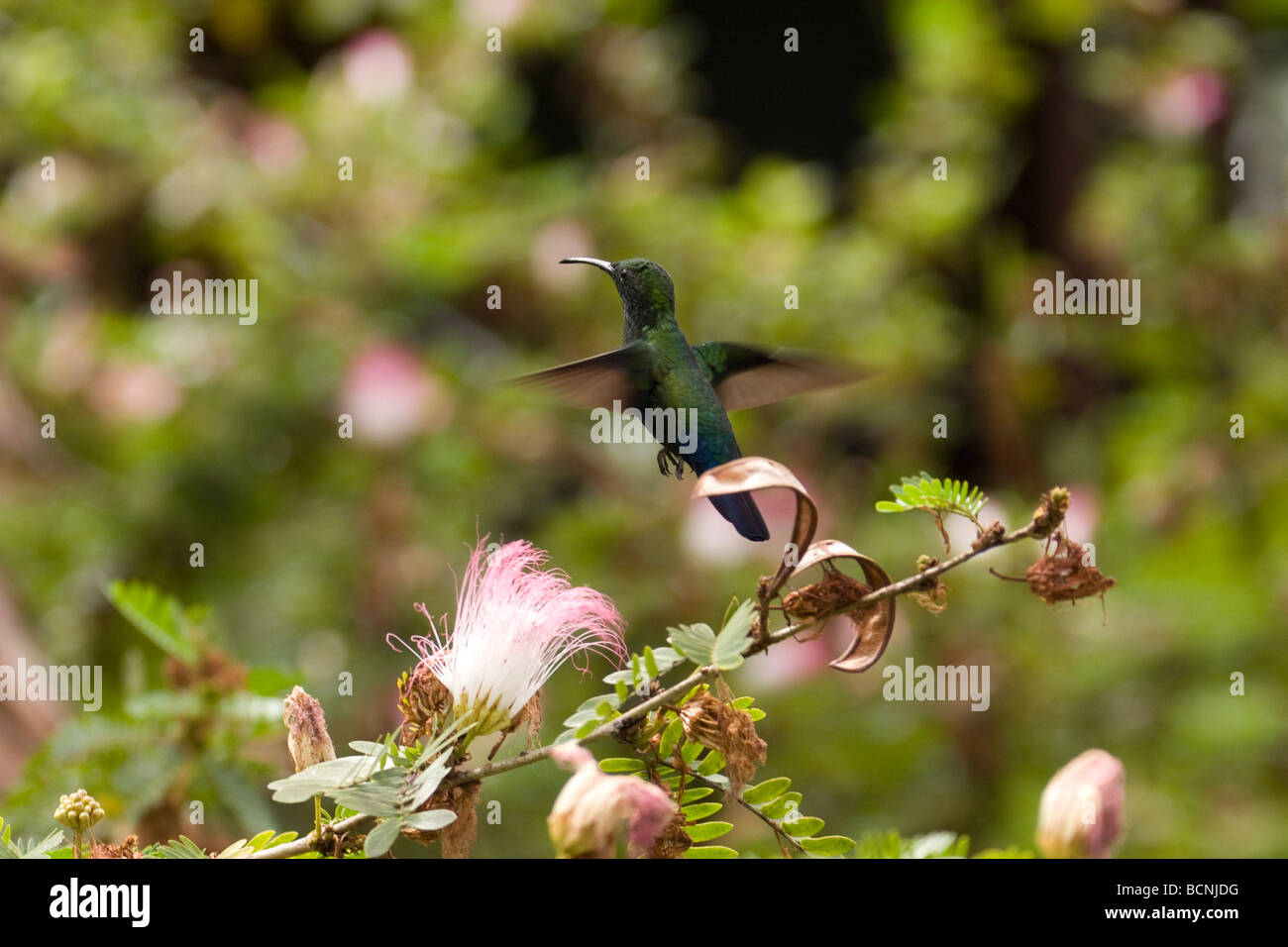 Humming bird caribbean hi-res stock photography and images - Alamy