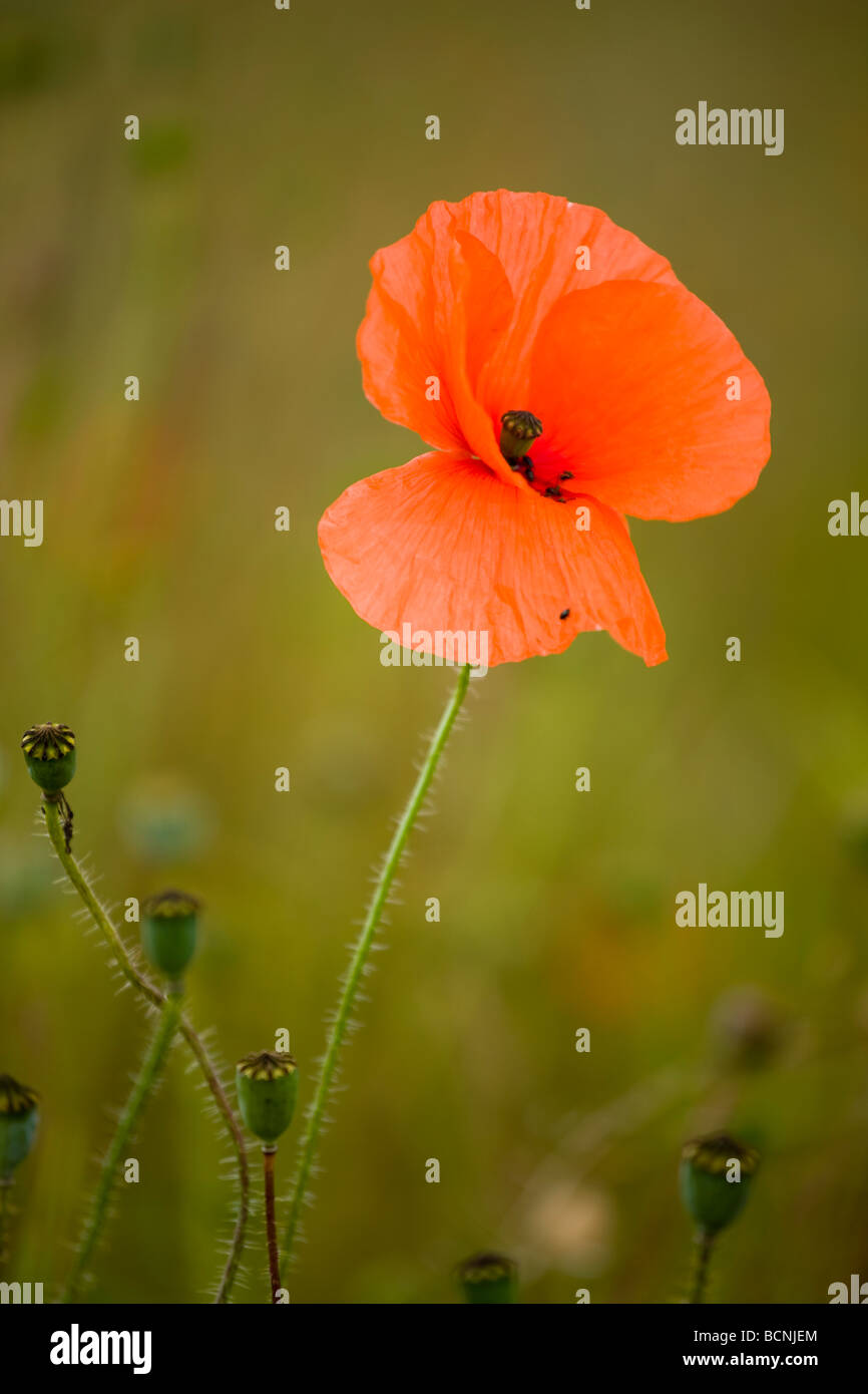 Corn poppy native flora wildlife hi-res stock photography and images ...