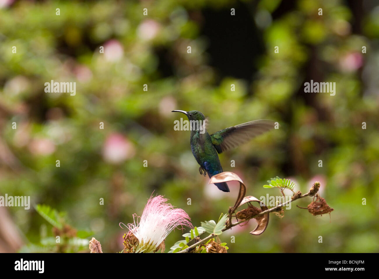 Iridescent Humming Bird Stock Photo - Alamy