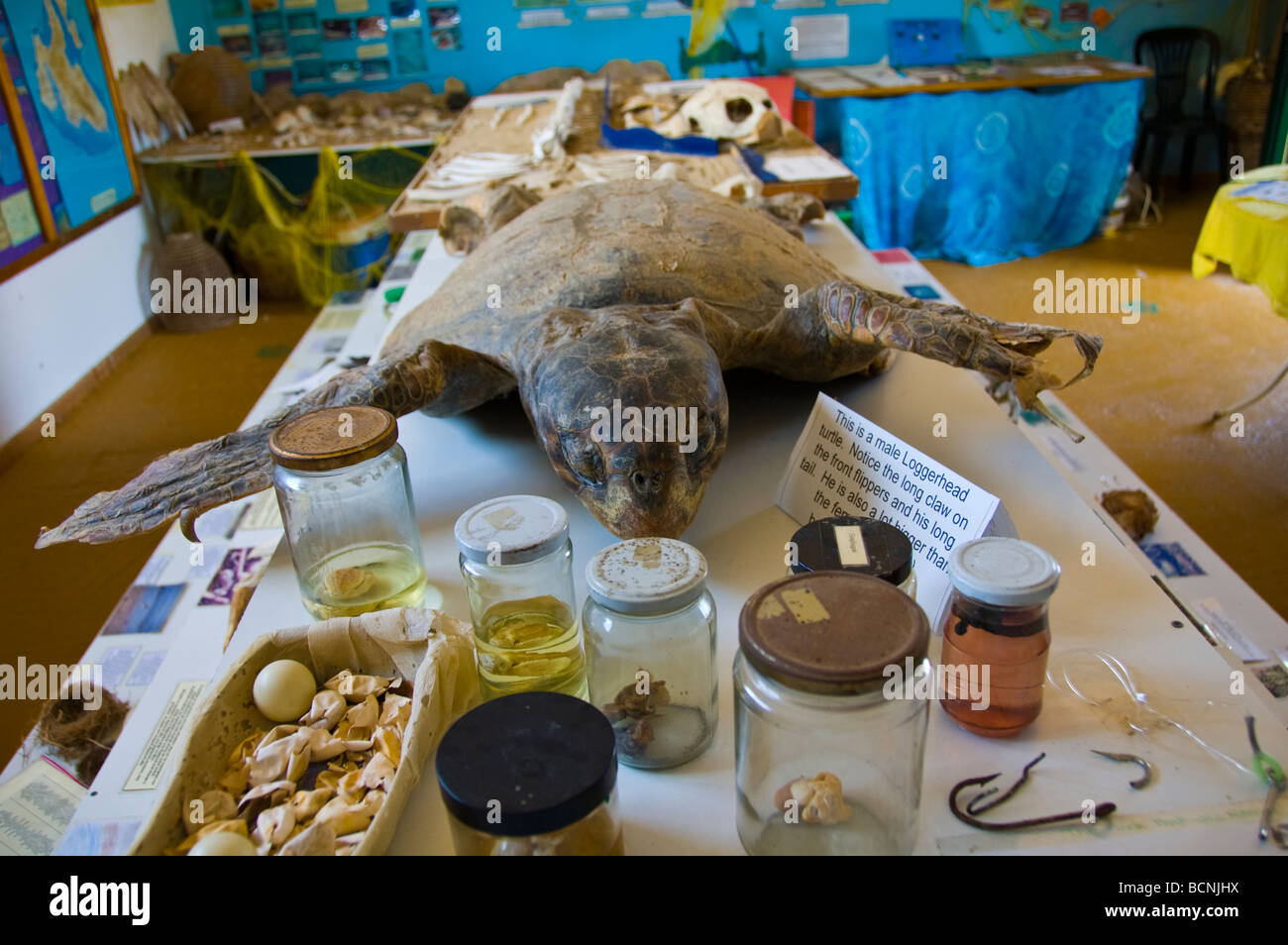 Wildlife Of Ionian Islands High Resolution Stock Photography and Images ...