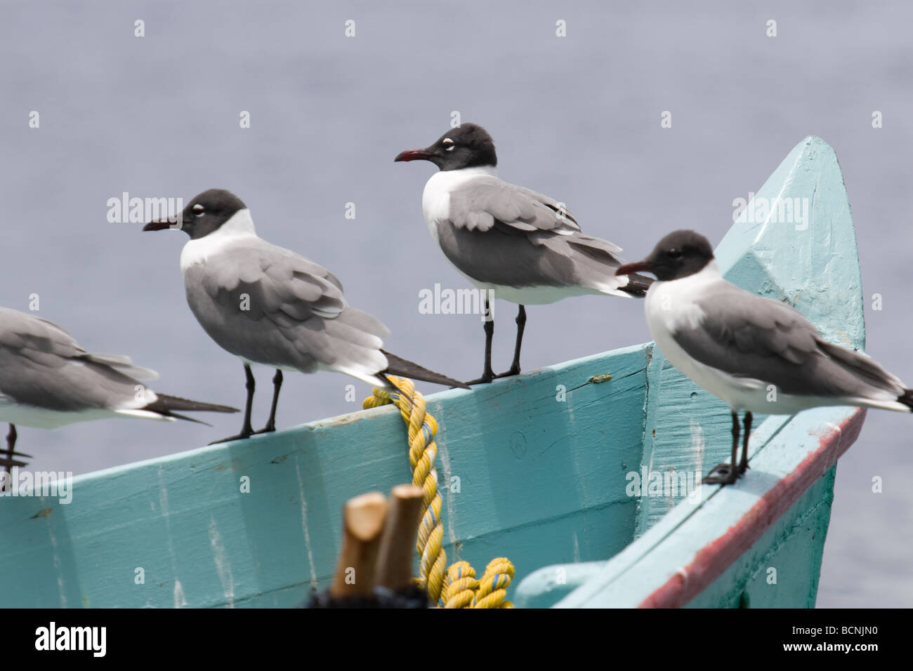 Black Headed Gulls on Fishing boat in Soufriere, St. Lucia Stock Photo ...