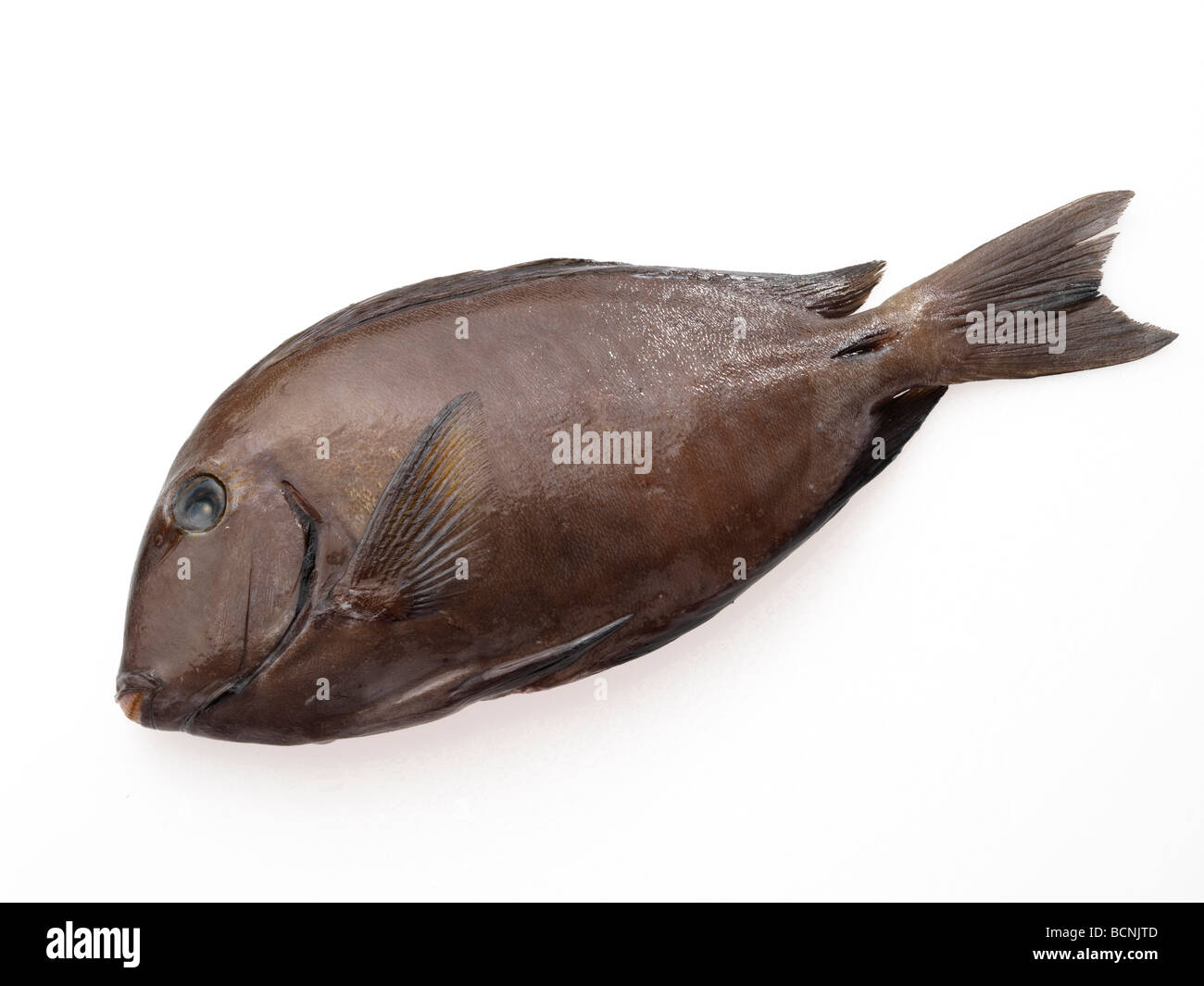 King fish Cut Out Stock Images & Pictures - Alamy