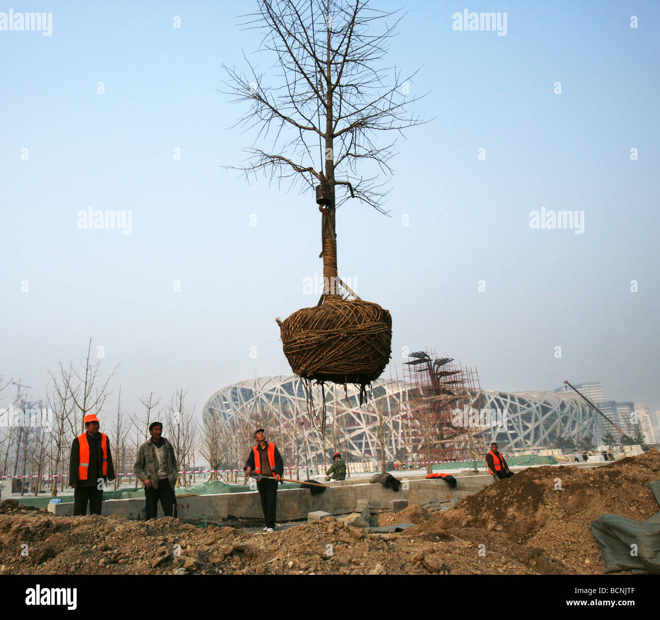 Workers planting tree near Bird's Nest, Beijing, China Stock Photo - Alamy