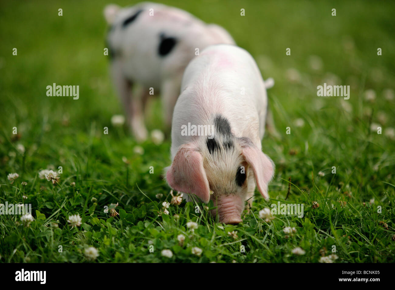 British black piglets hi-res stock photography and images - Alamy
