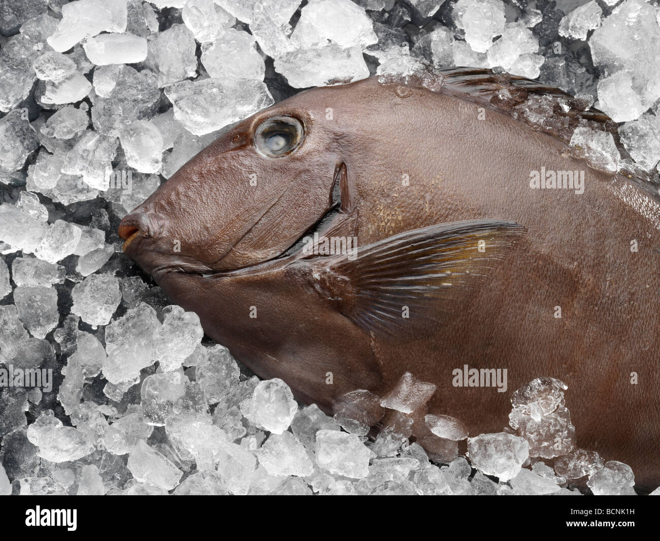 Doctor Fish on ice Stock Photo - Alamy
