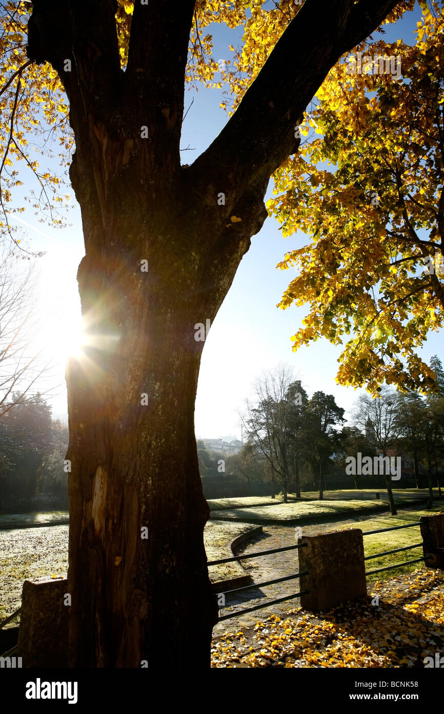 Beautiful landscape Forest with Solar beams making the way through the ...