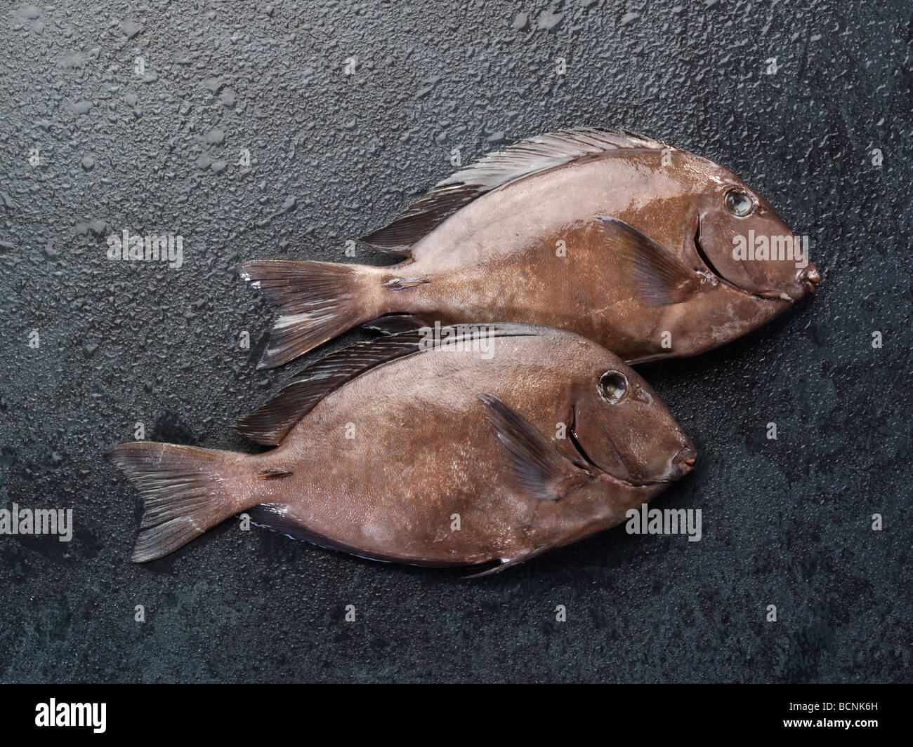 Doctor fish hi-res stock photography and images - Alamy