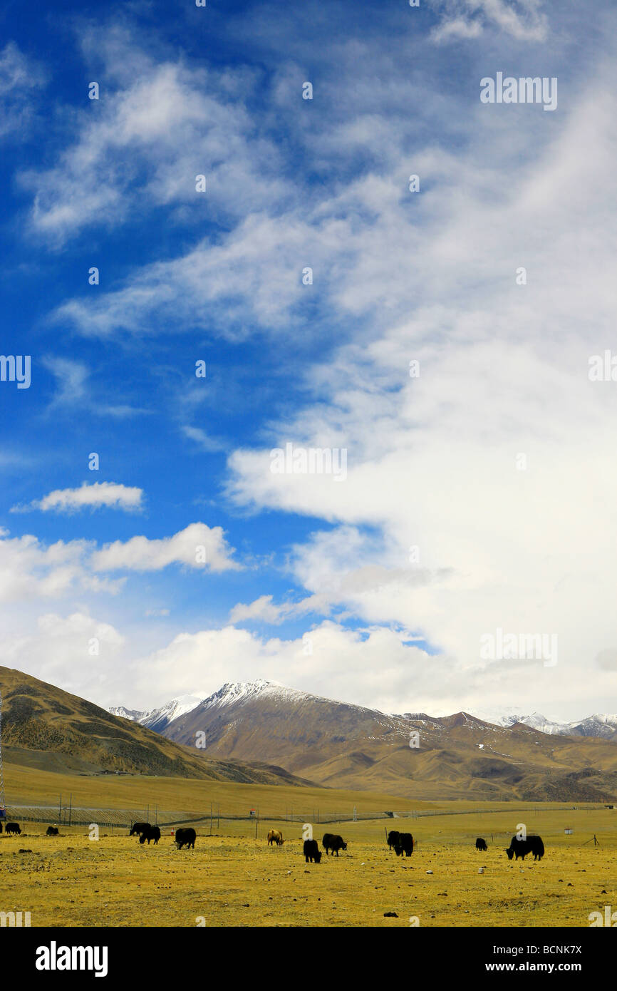 Yaks grazing on grassland, Tibet Autonomous Region, China Stock Photo ...
