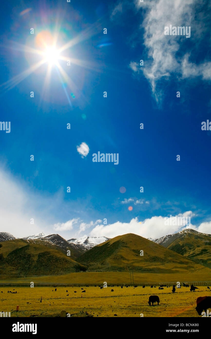 Yaks grazing on grassland, Tibet Autonomous Region, China Stock Photo ...