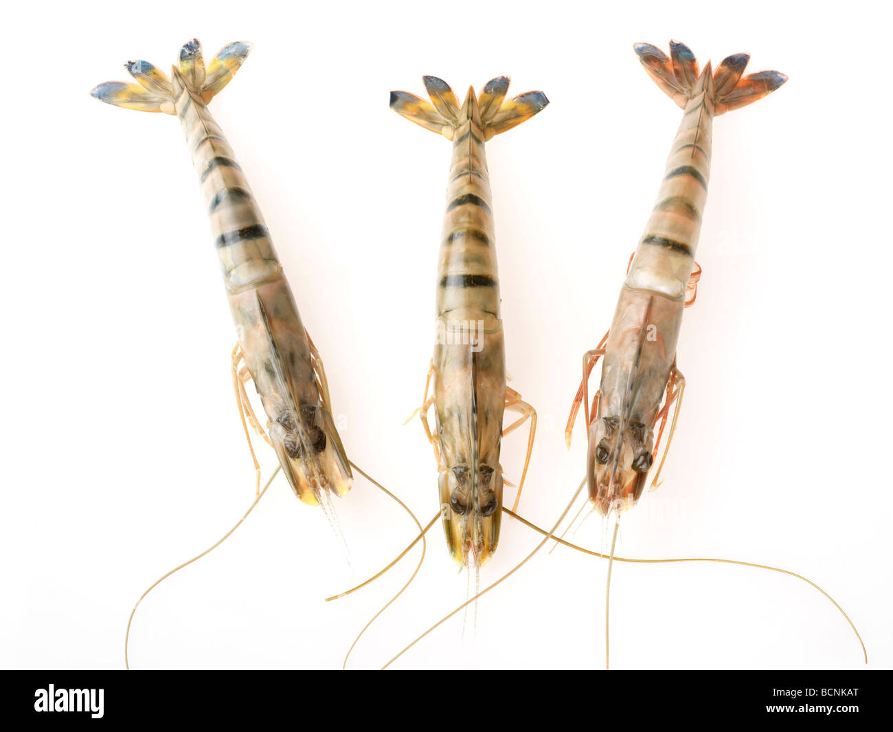 King fish Cut Out Stock Images & Pictures - Alamy