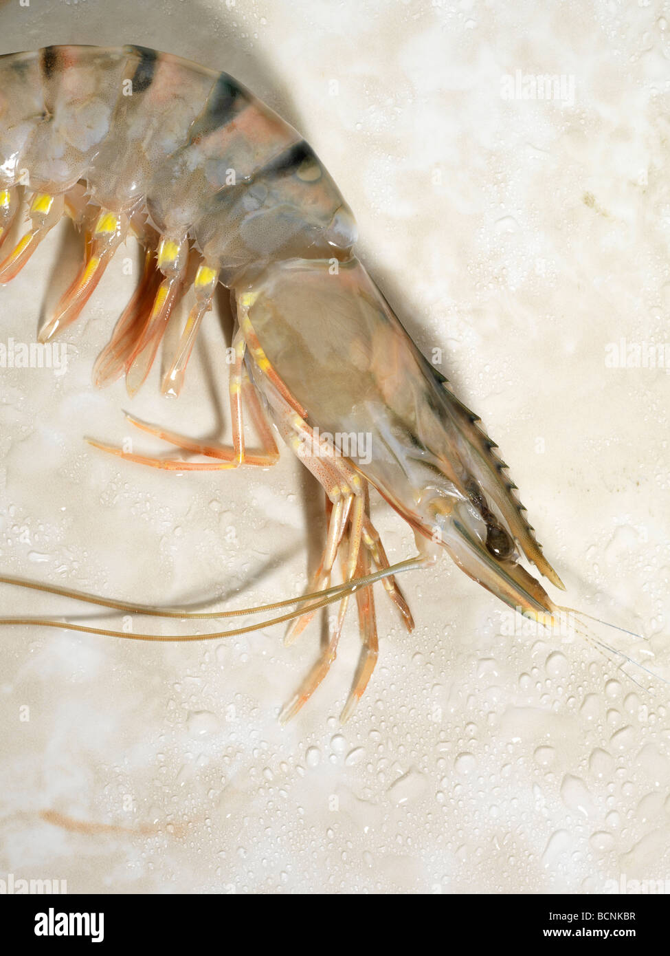 King Prawn head Stock Photo - Alamy