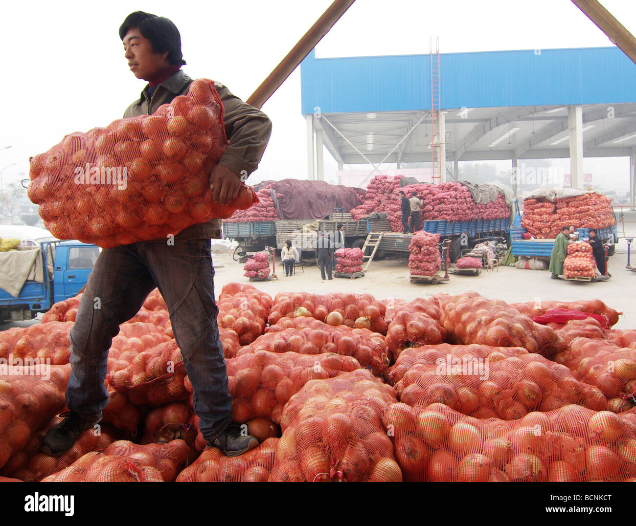 Workers loading bags of onions in a local vegetable distribution center ...