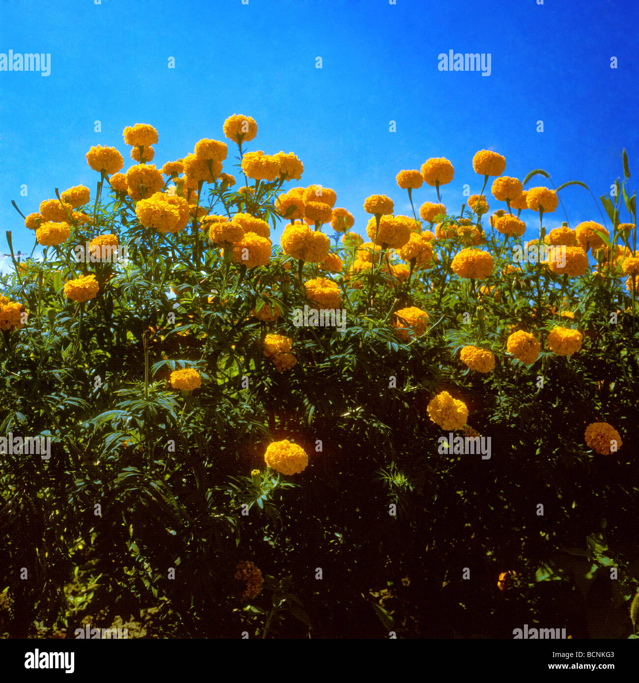 Golden merigold hi-res stock photography and images - Alamy