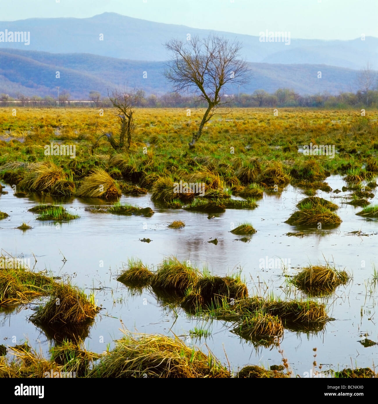 Mudanjiang Marshland, Mudanjiang, Heilongjiang Province, China Stock ...