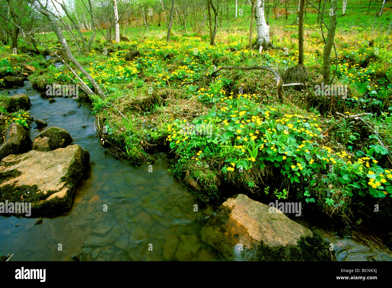 Mudanjiang Marshland in summer, Mudanjiang, Heilongjiang Province ...