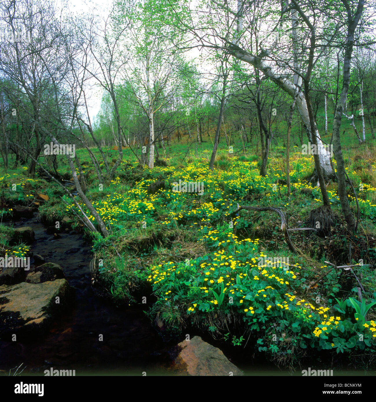 Mudanjiang Marshland, Mudanjiang, Heilongjiang Province, China Stock ...