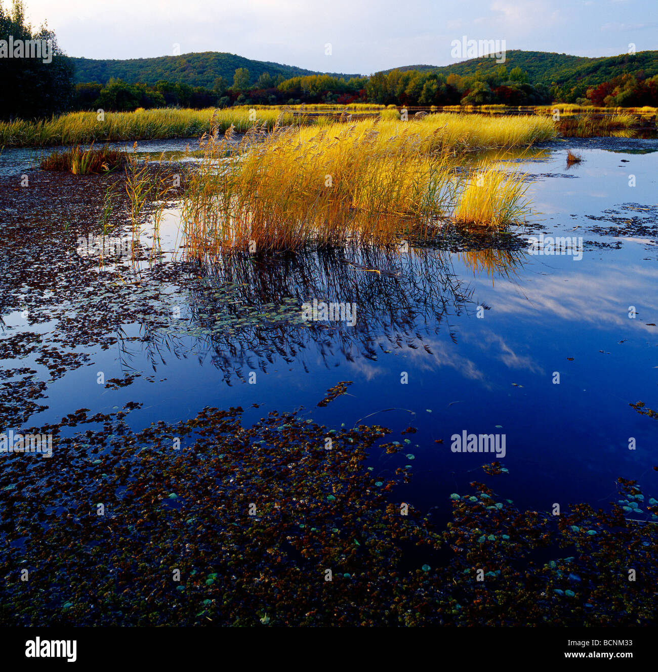 Zilin Lake Marshland, Mudanjiang, Heilongjiang Province, China Stock ...