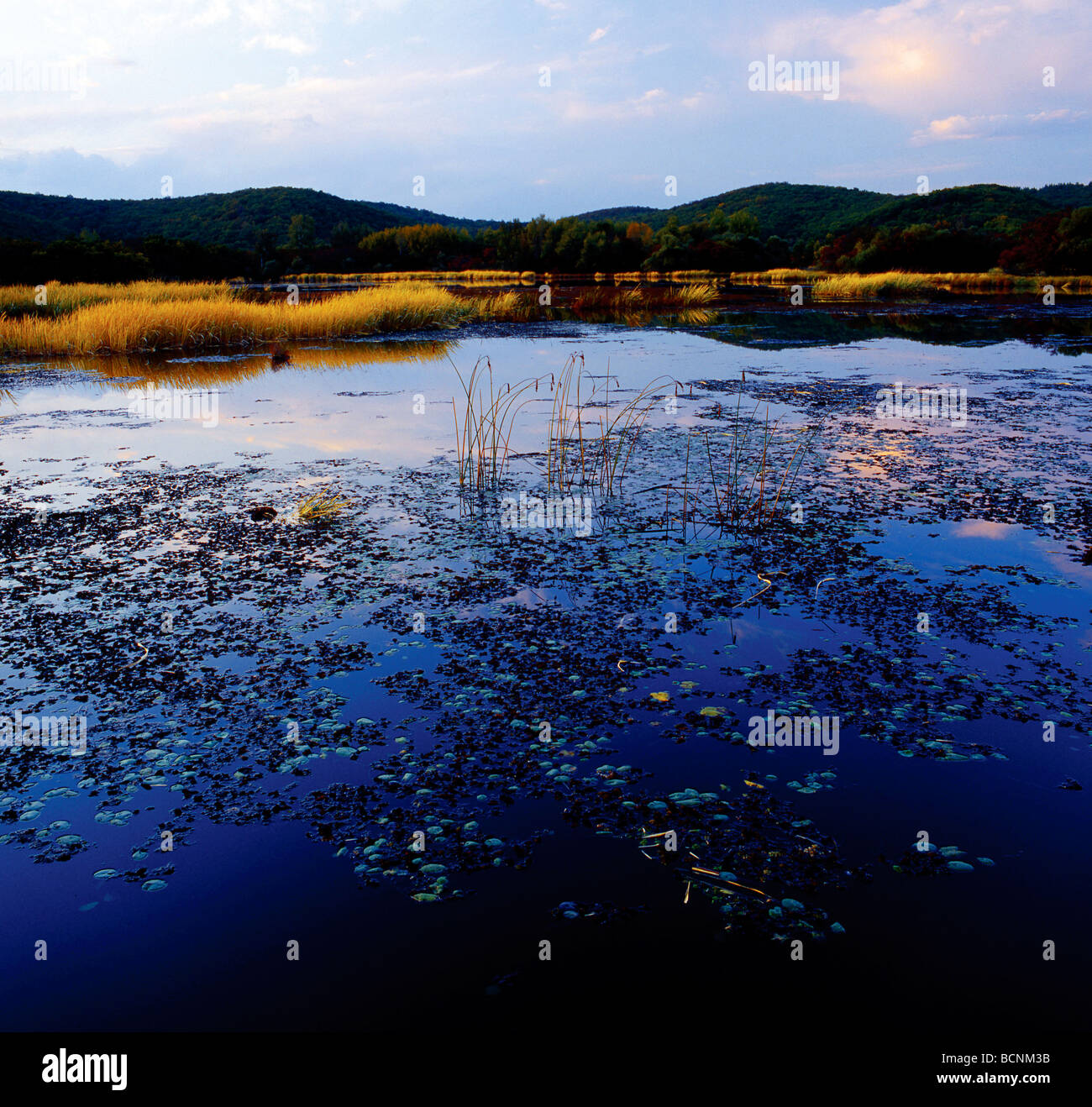 Zilin Lake Marshland, Mudanjiang, Heilongjiang Province, China Stock ...