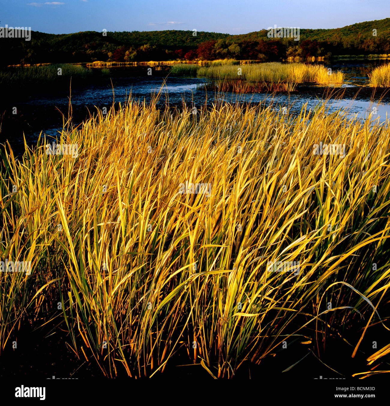 Weeds growing in Zilin Lake Marshland, Mudanjiang, Heilongjiang ...