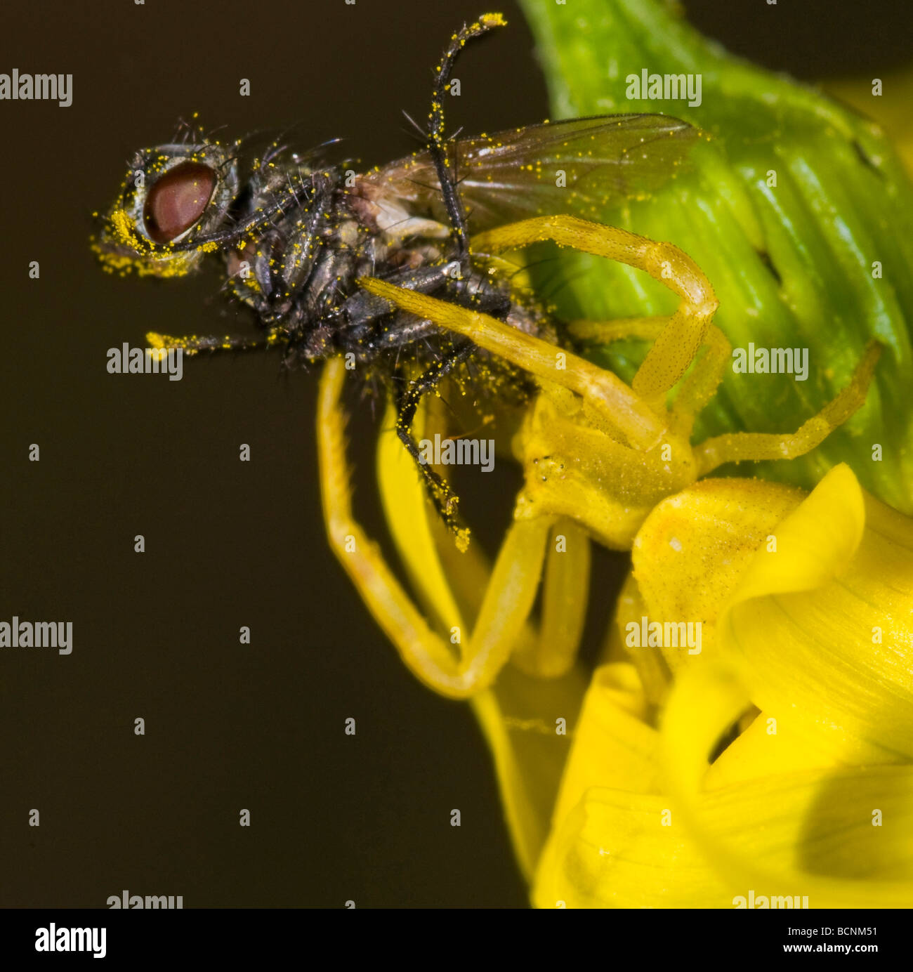 Hunting garden pest hi-res stock photography and images - Alamy