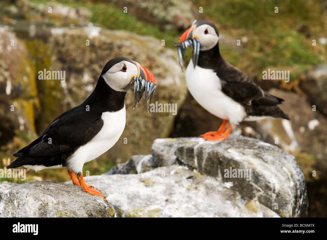 two Atlantic puffins with bills full of fish standing before going to ...