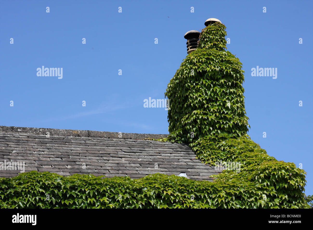 Ivy growing on a house Stock Photo - Alamy