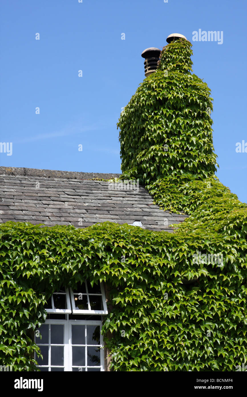 Ivy covered house uk hi-res stock photography and images - Alamy