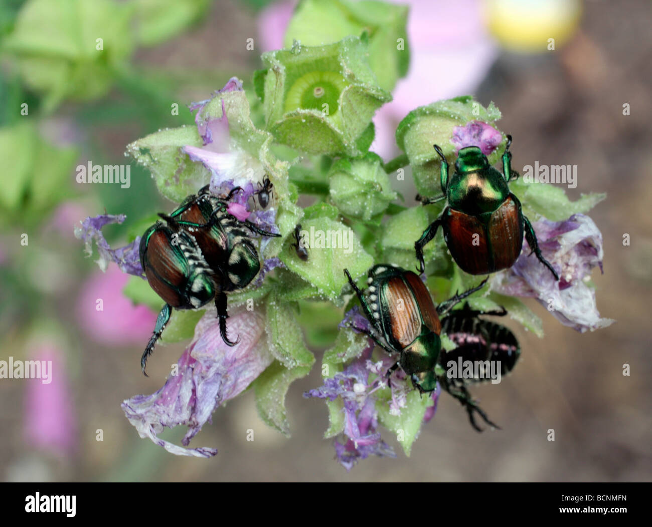Japanese beetle hi-res stock photography and images - Alamy
