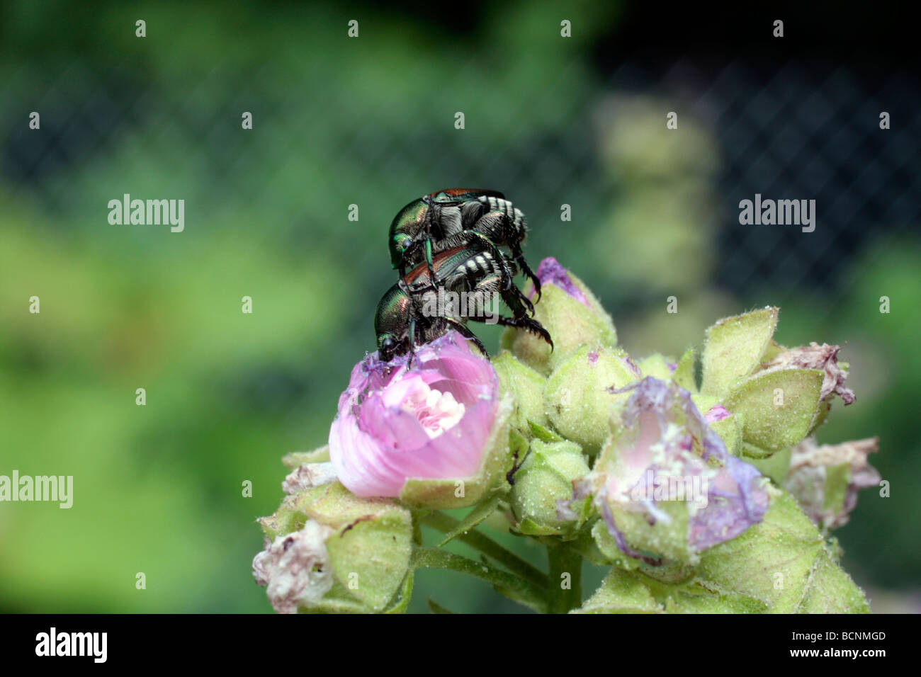 Japanese beetles hi-res stock photography and images - Alamy