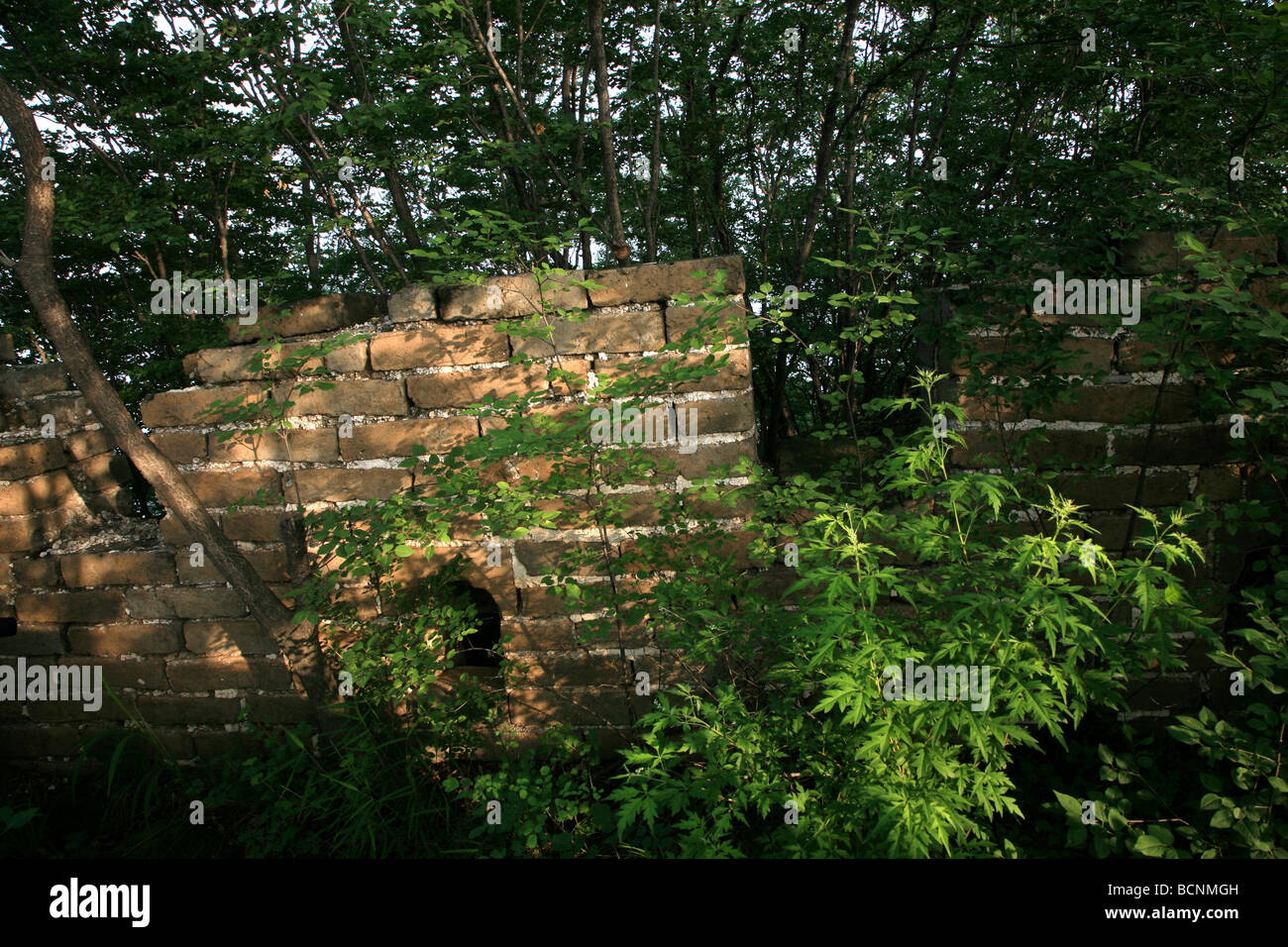 Trees grow on top of the Great Wall, Jiankou Great Wall, Xizhazi ...