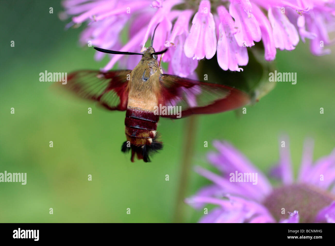 Hummingbird moth hi-res stock photography and images - Alamy
