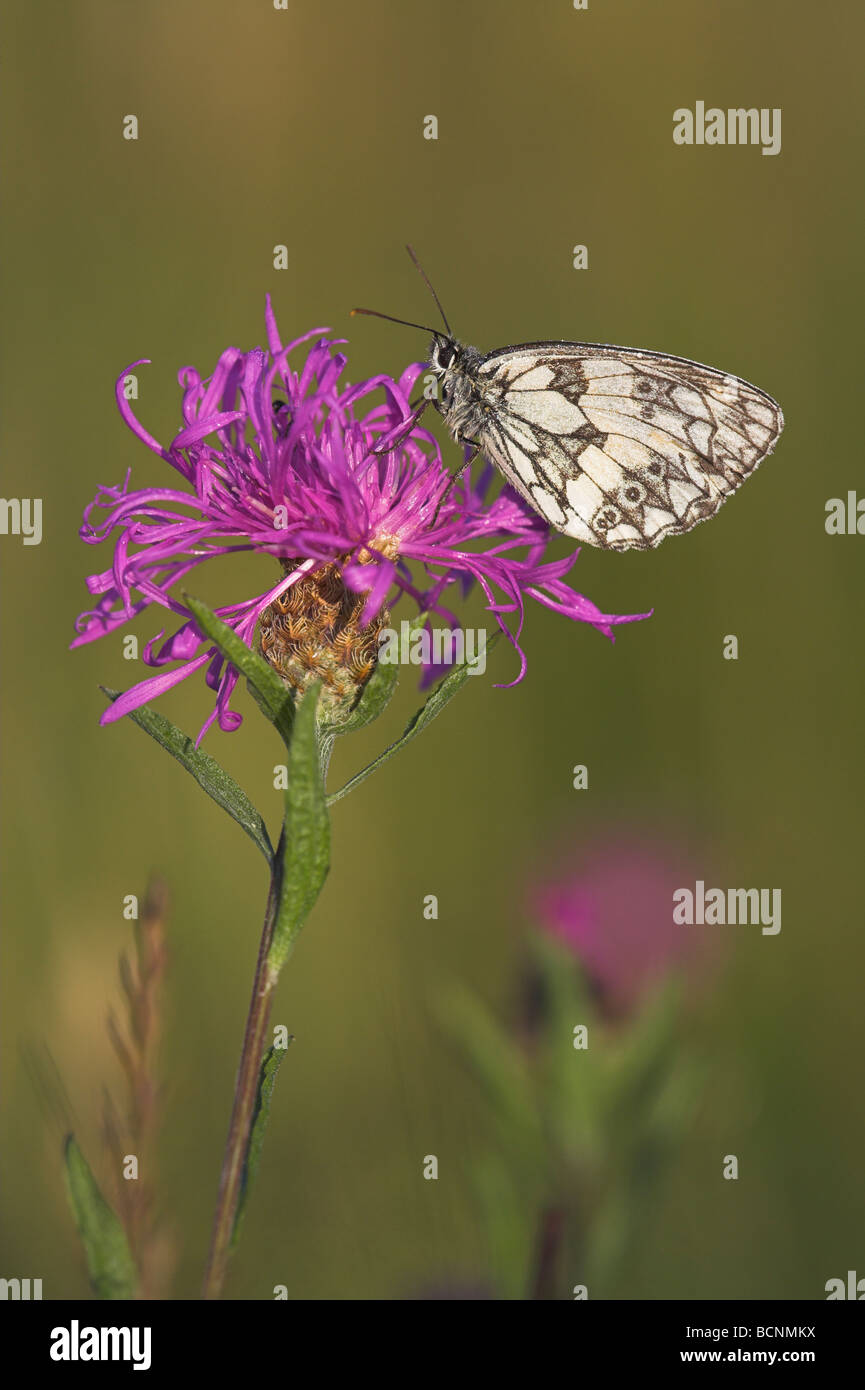 Melanargia galthea hi-res stock photography and images - Alamy