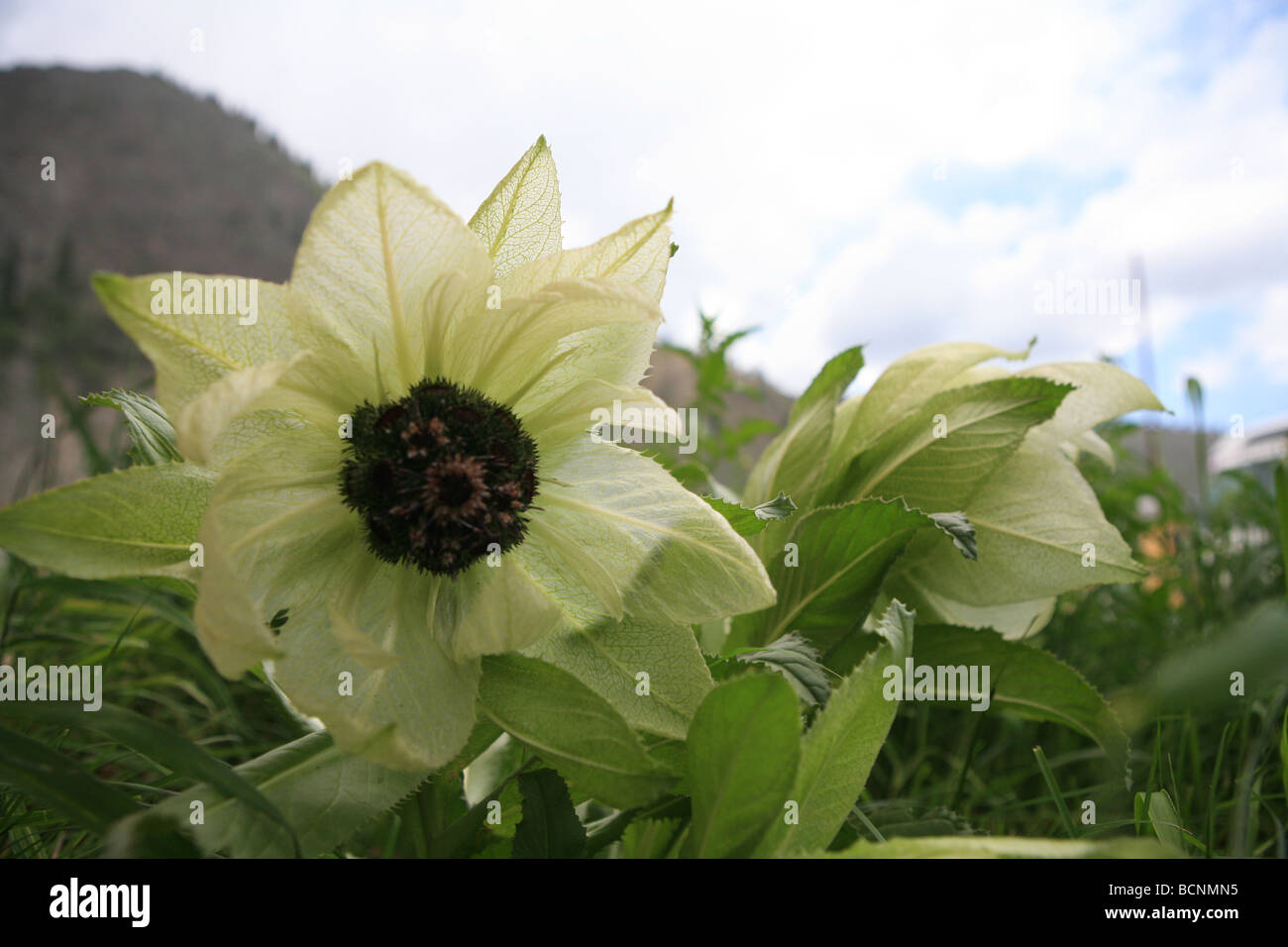 Snow Lotus Herb blooming on Tianshan Mountain, Xinjiang Uyghur ...